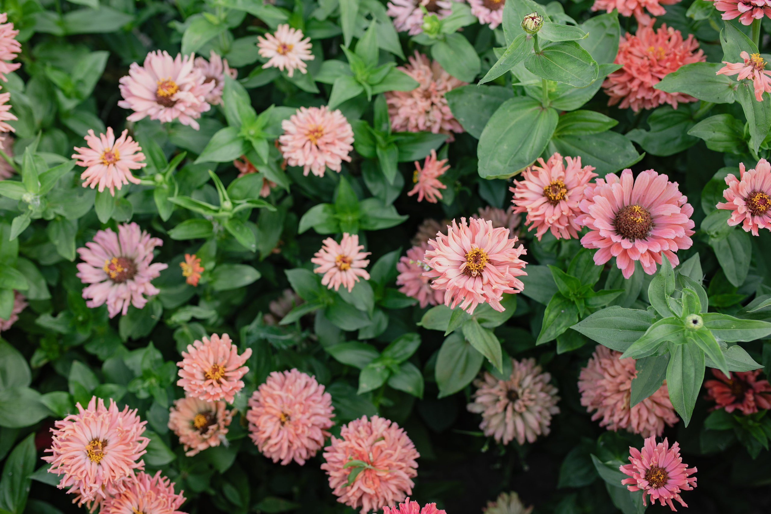 Cínie Super Cactus Burpee Rose · Loukykvět