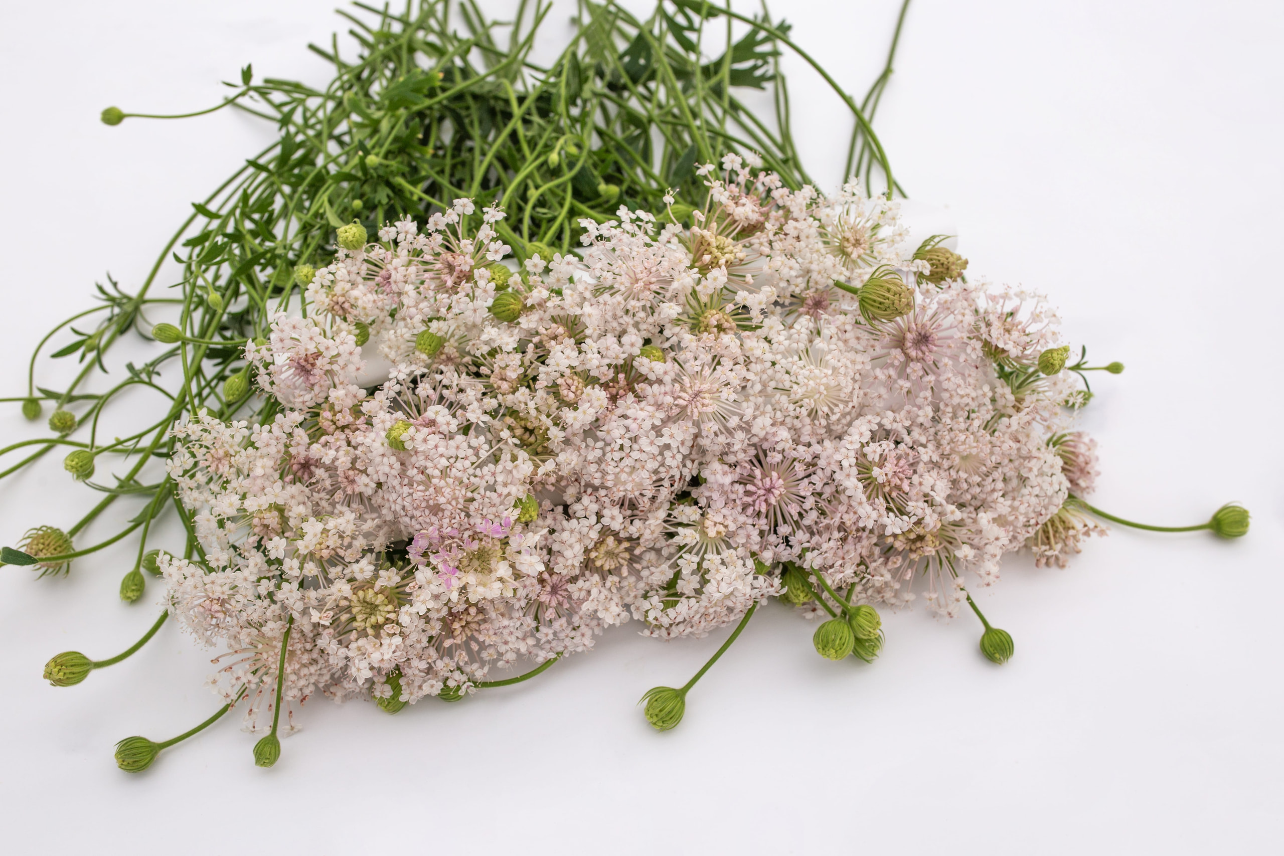 Didiscus Lacy Pink · Loukykvět