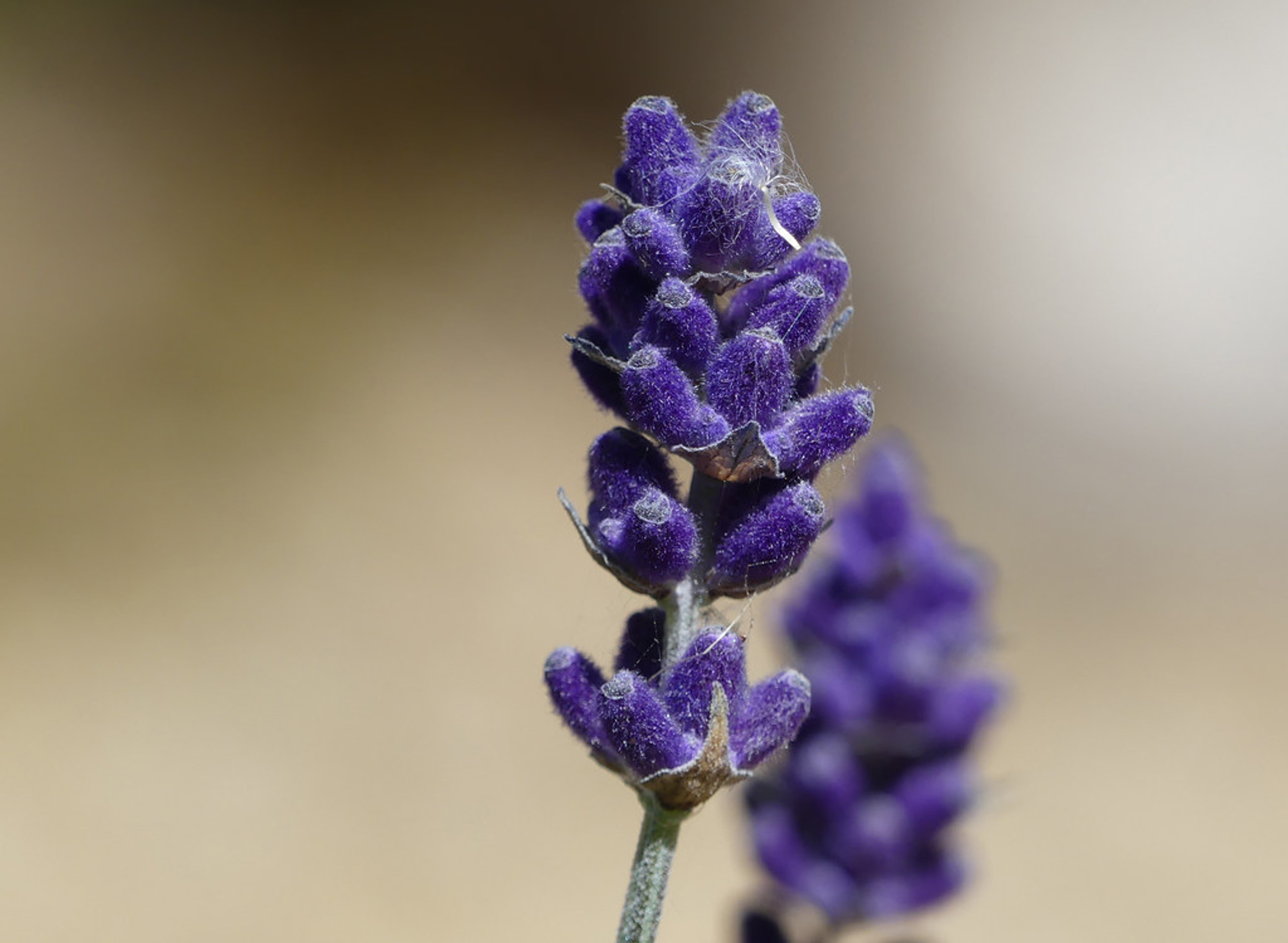 Levandule Hidcote · Loukykvět