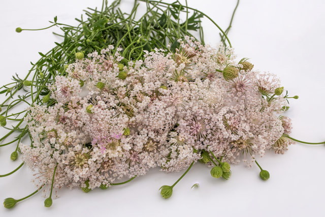 Didiscus Lacy Pink · Loukykvět