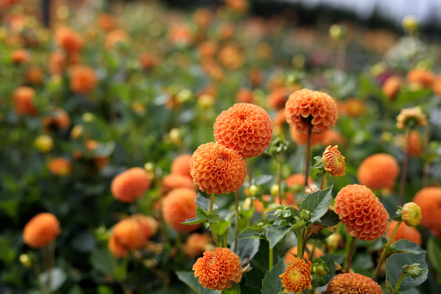 Jiřina Bantling · Loukykvět