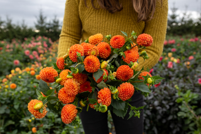 Jiřina Bantling · Loukykvět