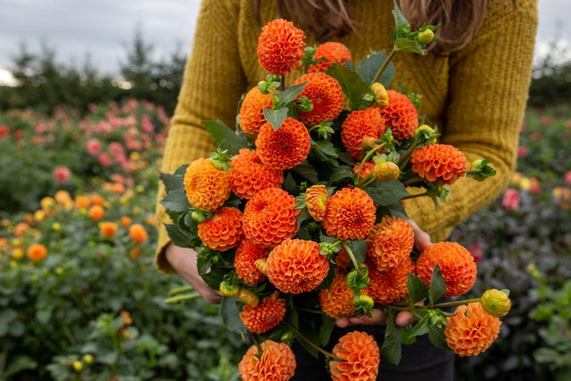 Jiřina Bantling · Loukykvět